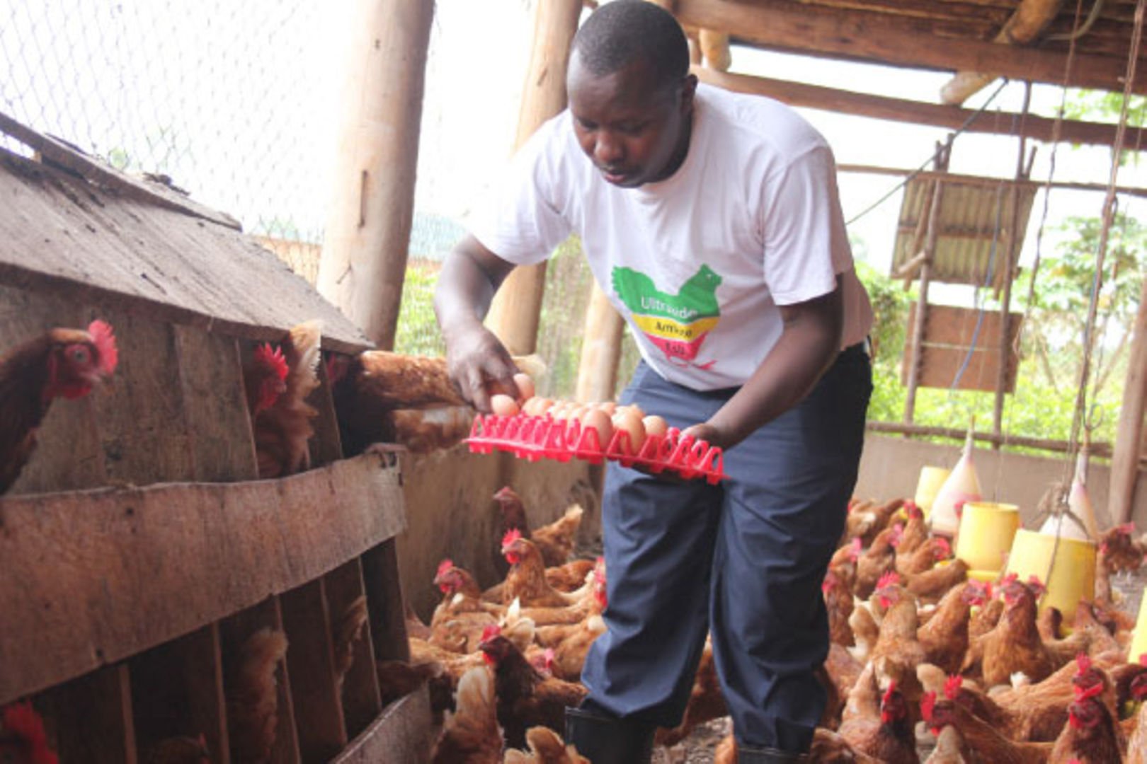 Learn to communicate with your birds, experts tip poultry farmers | Monitor