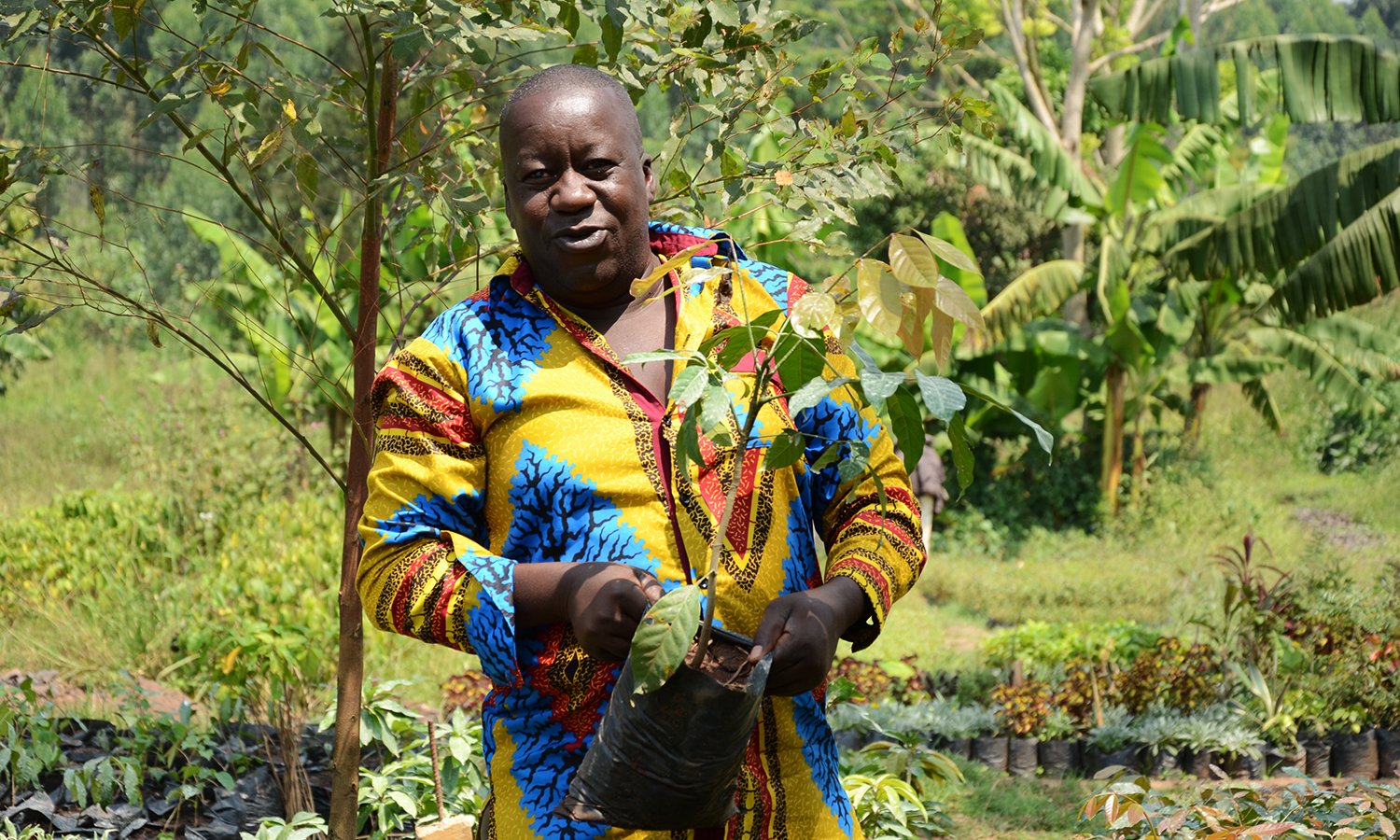 Tips you can adopt to get better yields from your tree farm | Monitor