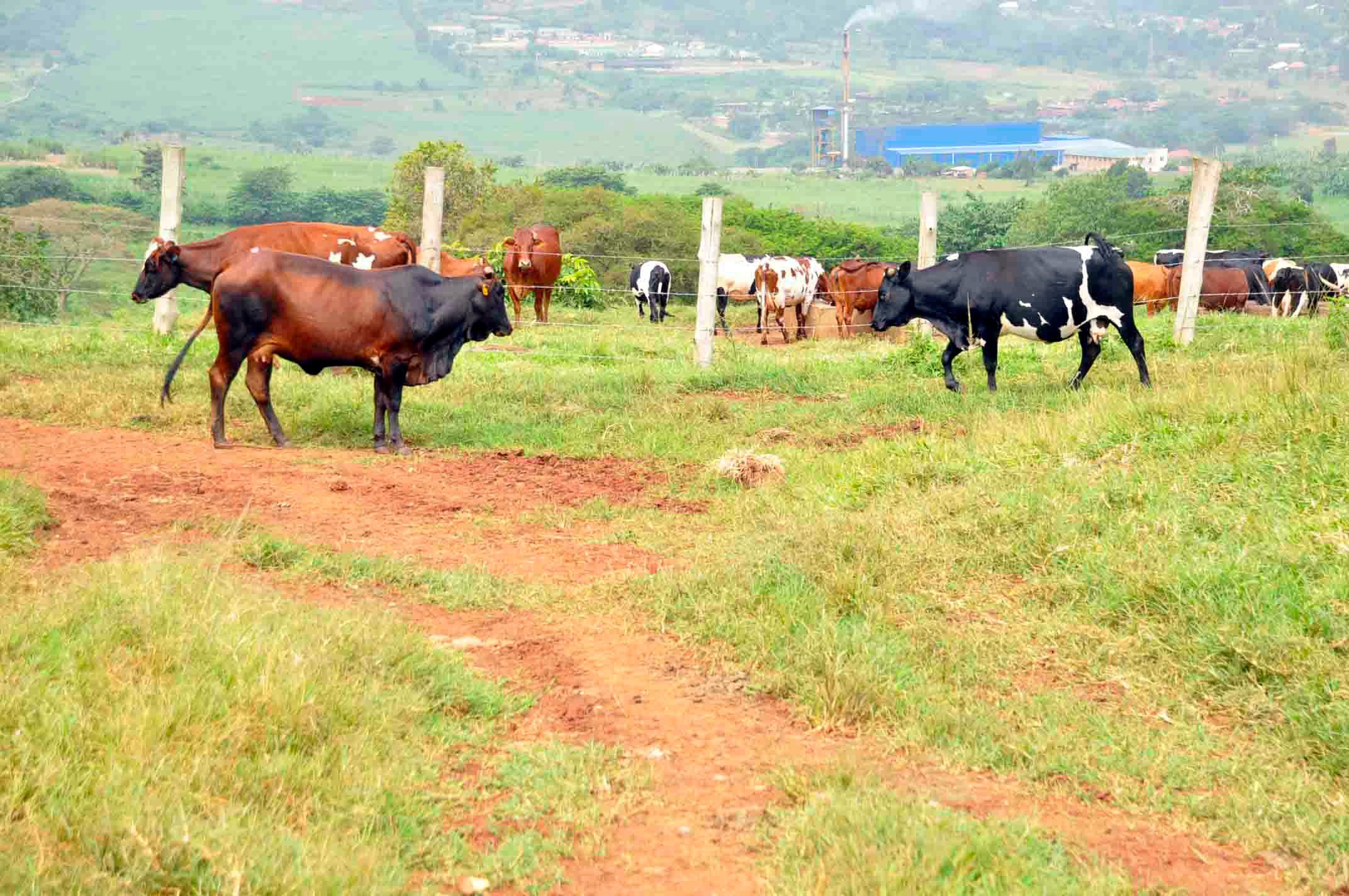 NAGRC opposes Shs76b pay to Otafiire for Njeru land | Monitor