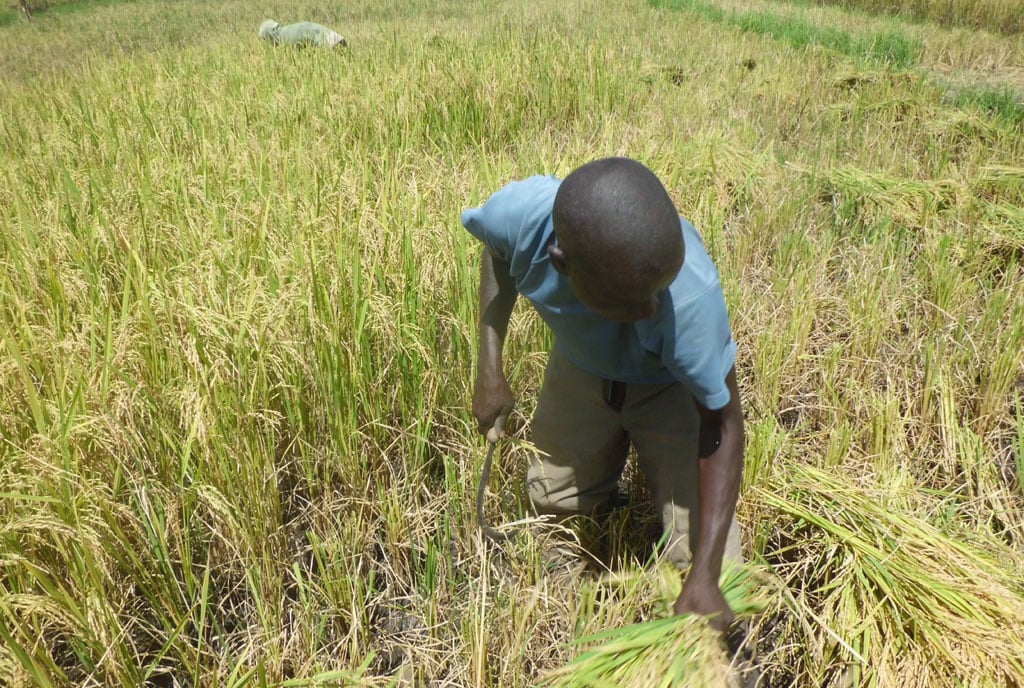 Scientists tip on rice farming methods | Monitor