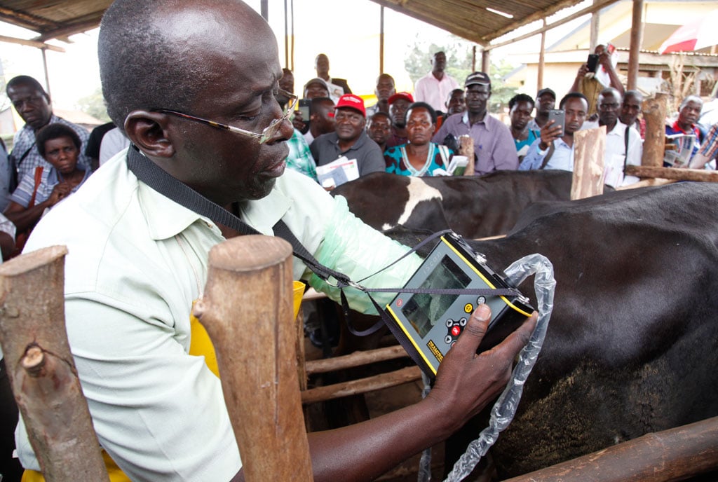 Best timing for artificial insemination in cows | Monitor