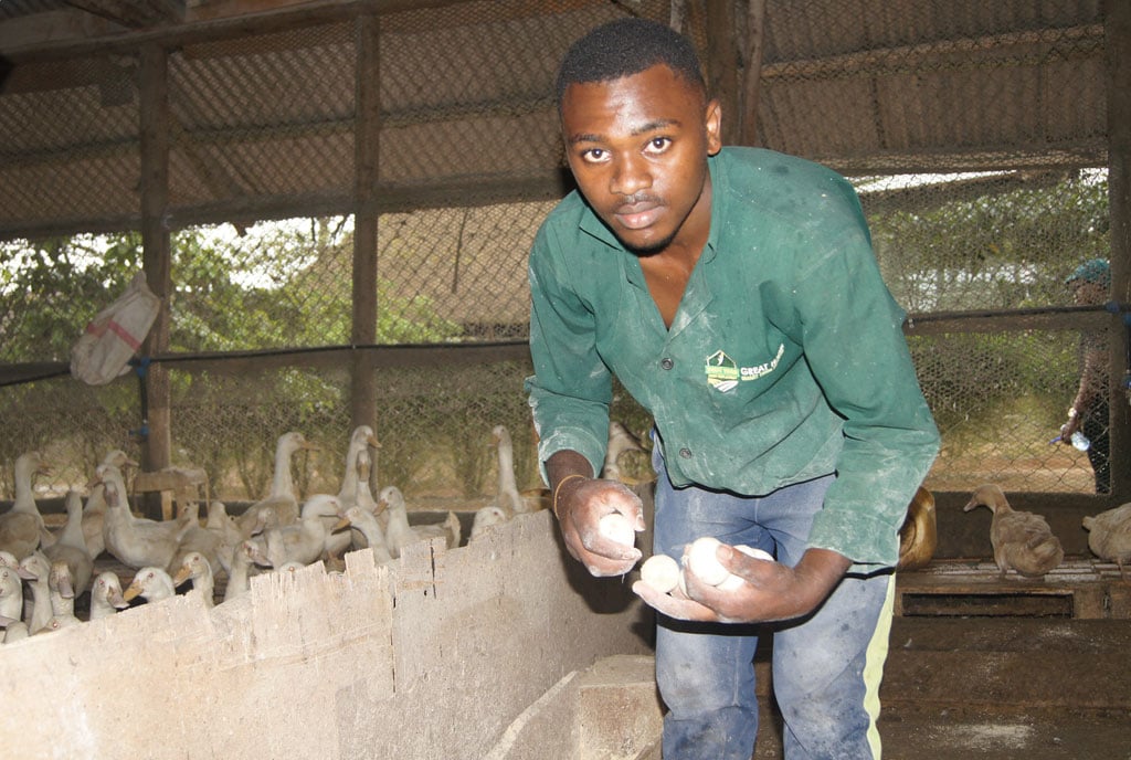 How to rear ducks well | Monitor