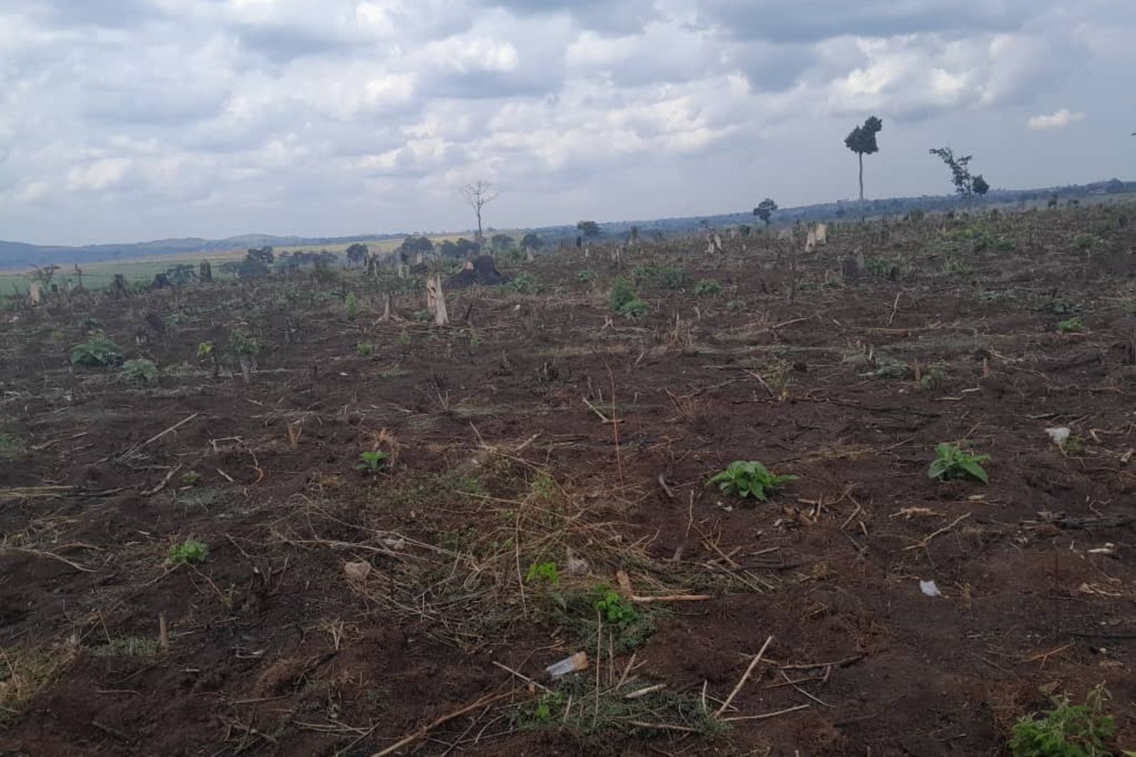 Uganda's efforts against biodiversity loss gain momentum with new ...