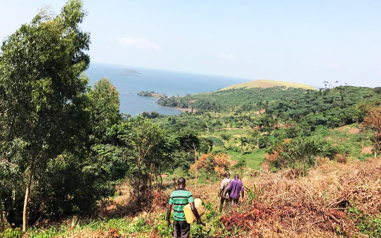 52 hectares of trees planted in Buvuma as restoration efforts take ...