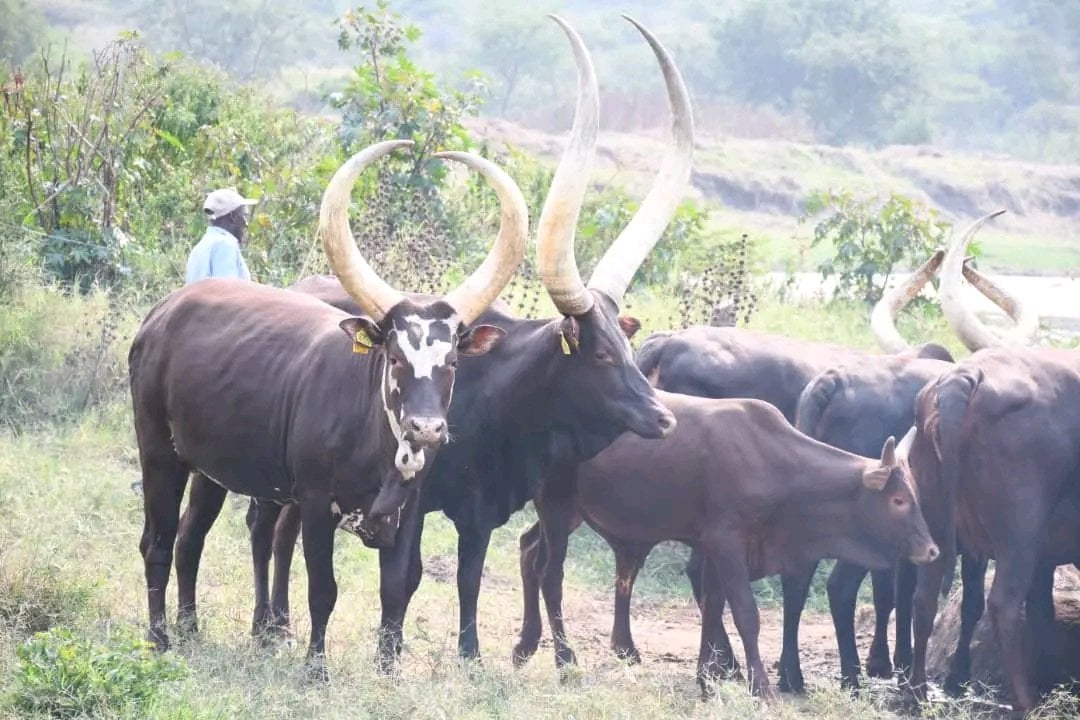 Ankole Cow Villages set to boost community tourism | Monitor