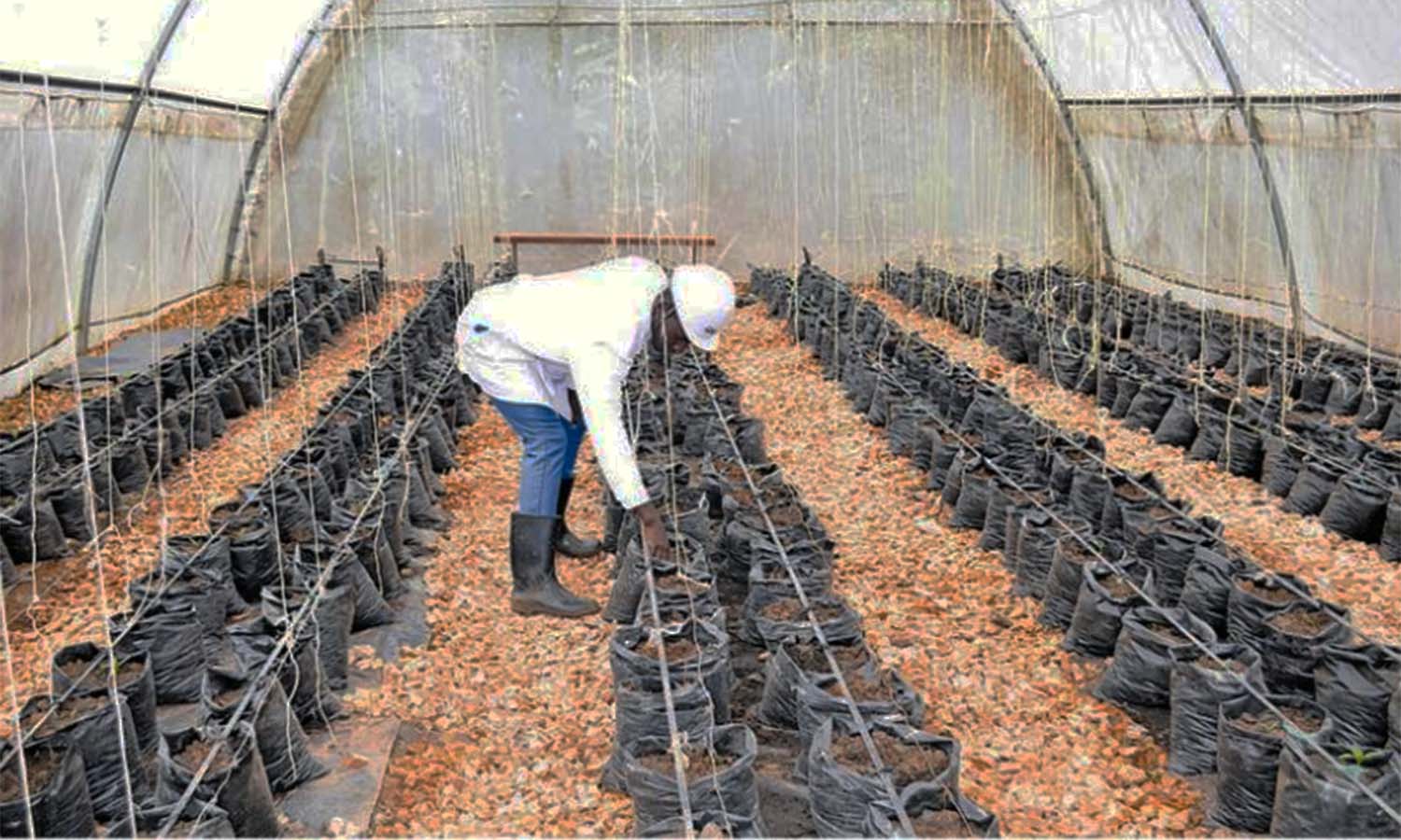 Agro-industrial hub boosts farming in Kalangala | Monitor