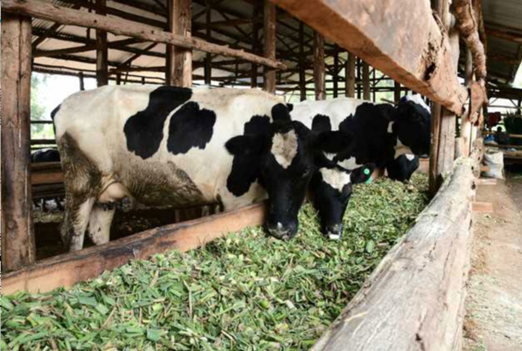 How to pay close attention to the appetite of your cows | Monitor