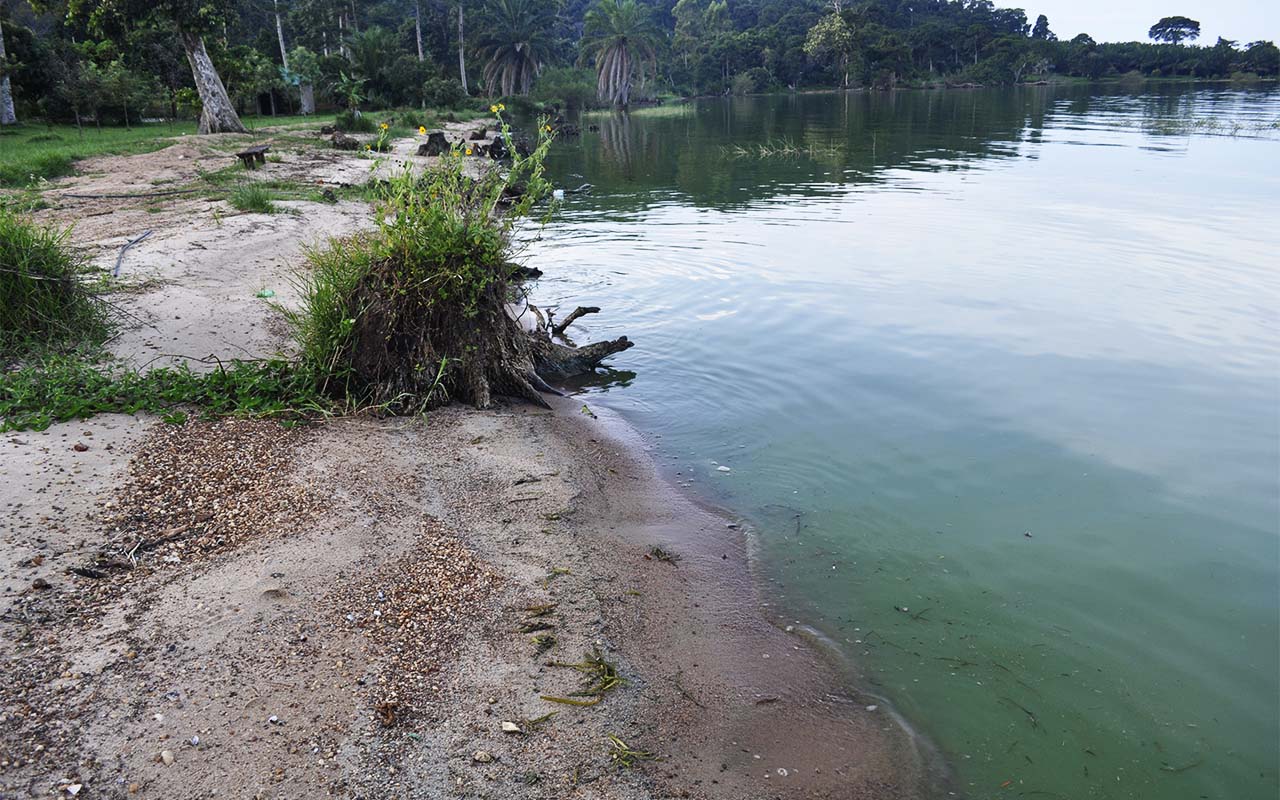 Concern as Lake Victoria water turns green in Kalangala | Monitor