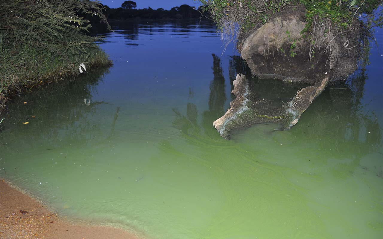 Concern as Lake Victoria water turns green in Kalangala | Monitor