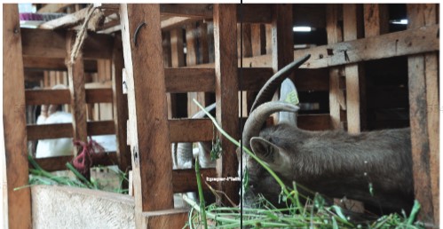 How you can fatten goats for desired meat quality | Monitor