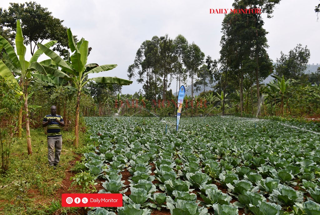 Bududa farmers embrace irrigation to beat climate change | Monitor