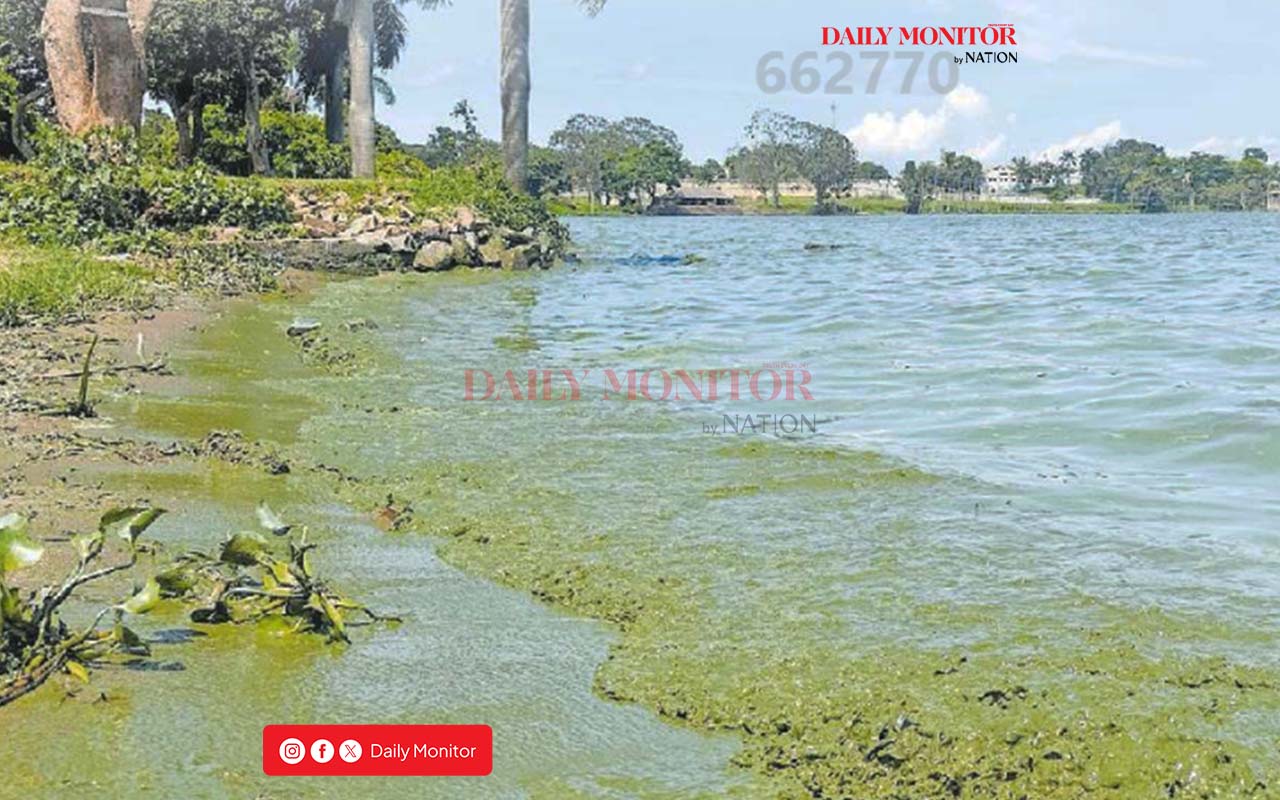 Worry as Lake Victoria turns green with killer toxins | Monitor