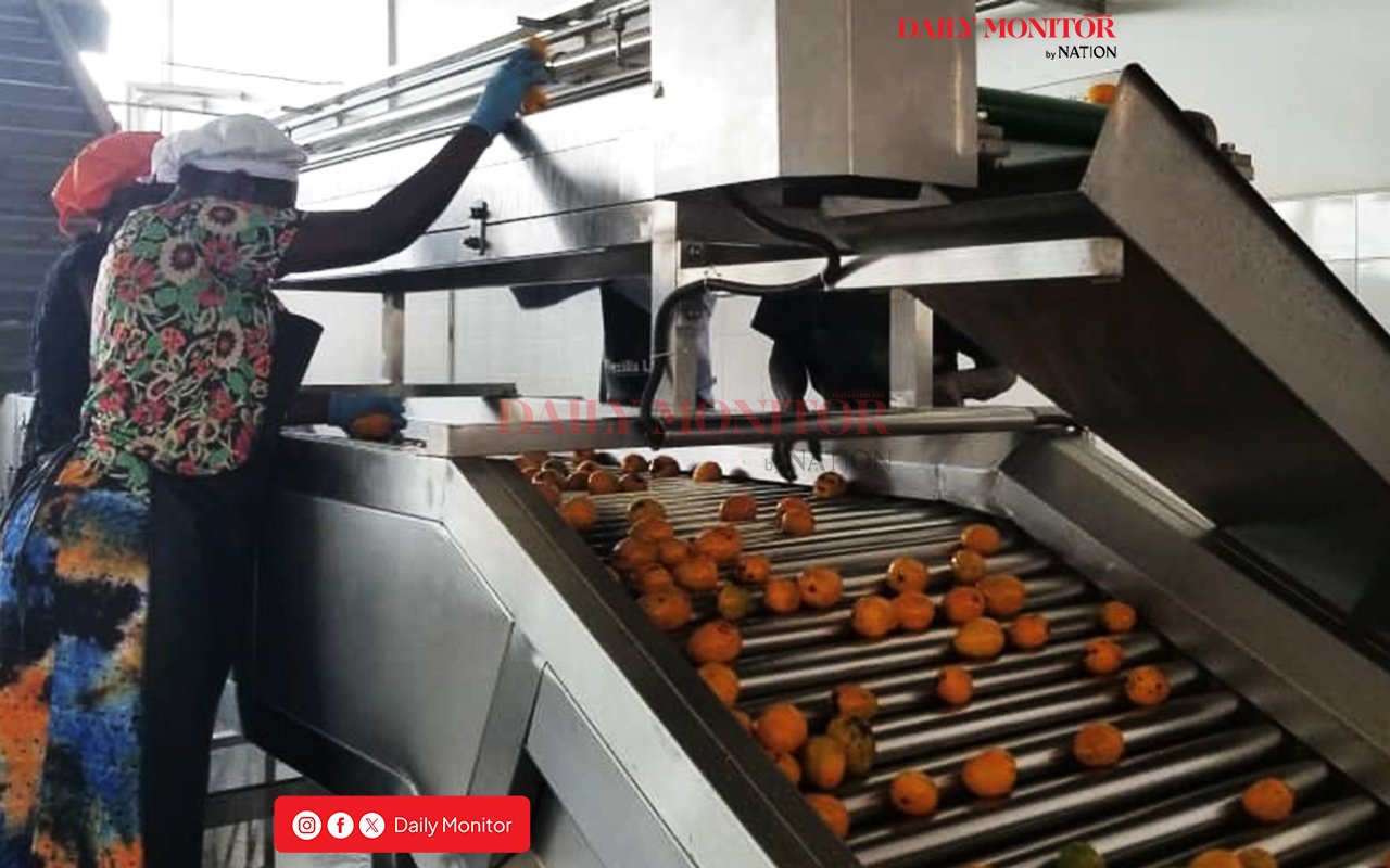 Yumbe mango factory finally comes to life after 5-year wait | Monitor