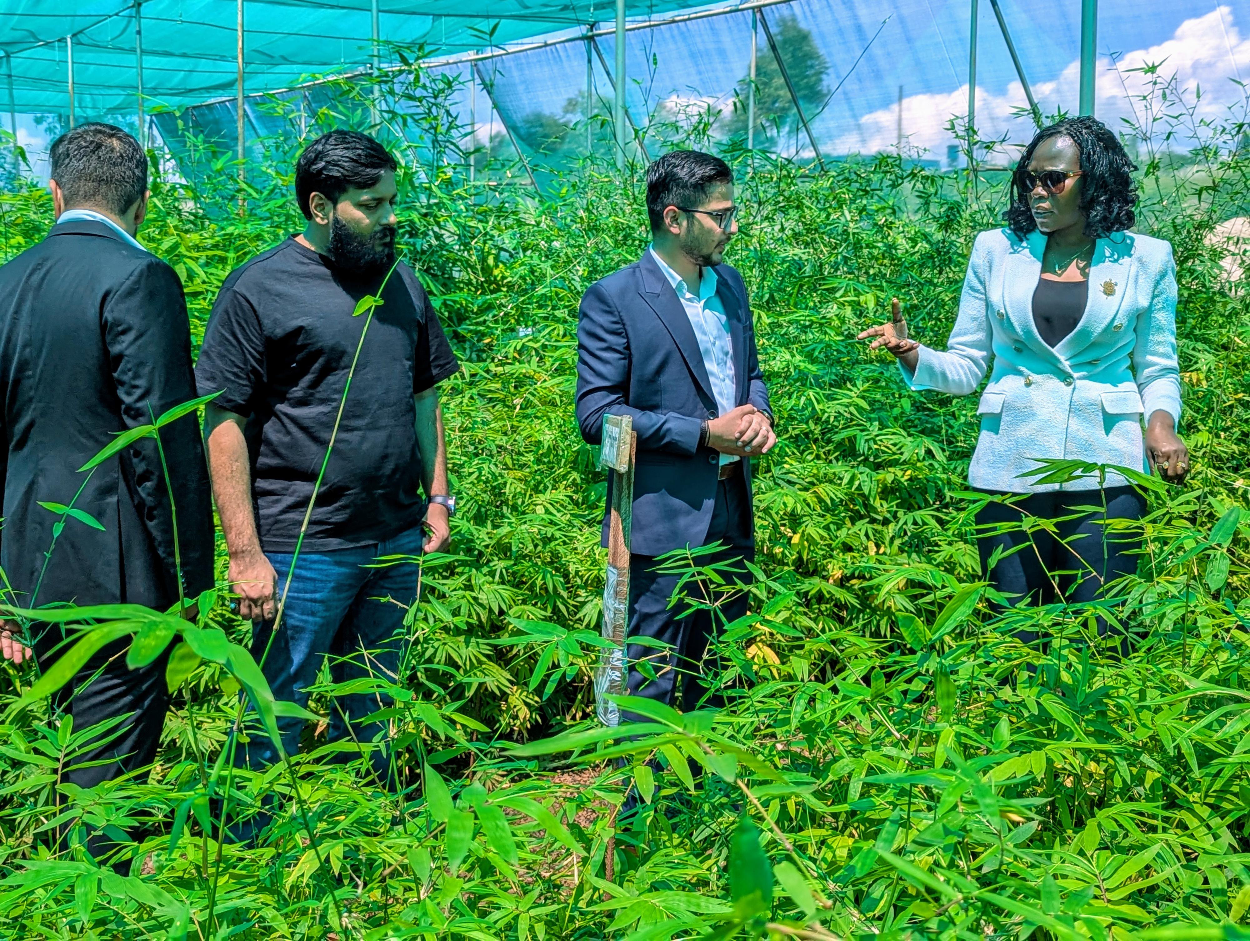 Bamboo boom: New agriculture technology to increase yields | Monitor