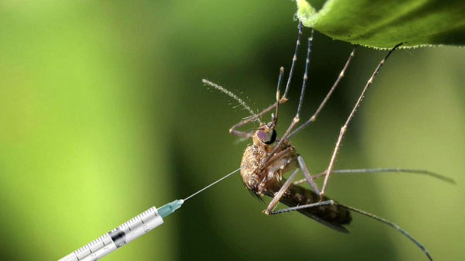 What threats do genetically modified mosquitoes pose? | Monitor