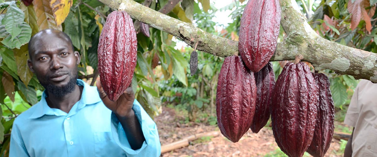 Rising cocoa price: Can Uganda do more than export raw beans | Monitor