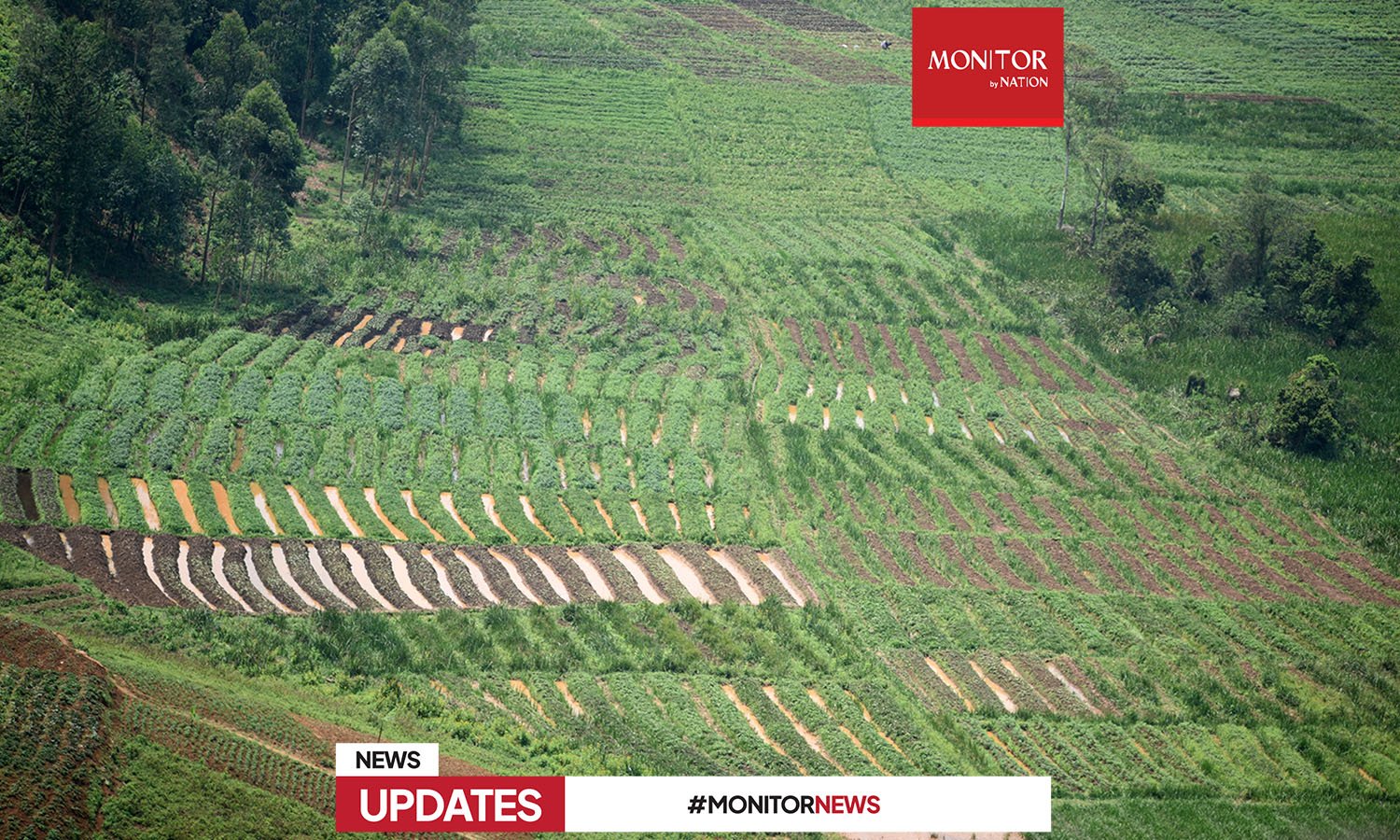 Farming on highlands: A-Z of contour reversed bench terraces | Monitor