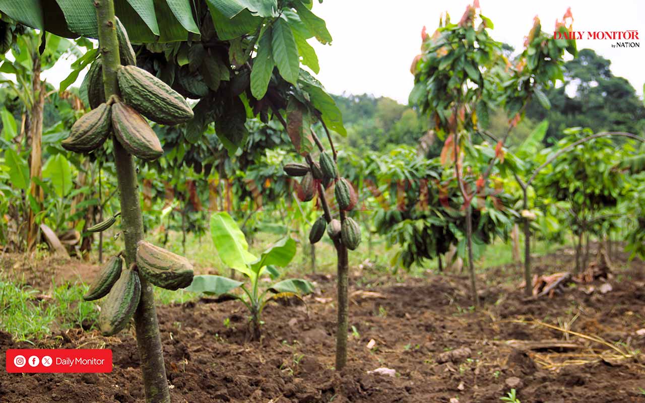 PACEID, Arise Kollections partner to boost cocoa growing for exports ...