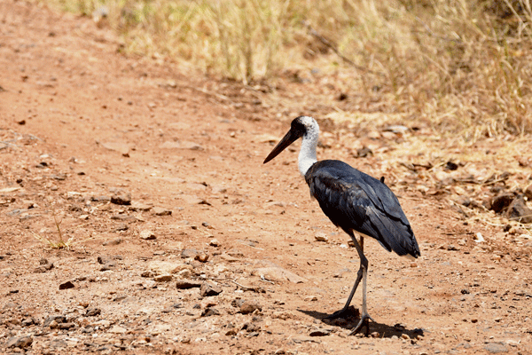 The unsung heroes in the wilderness | Monitor